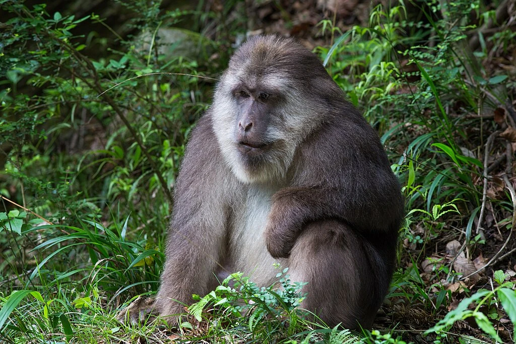 Tibetan Macaque | Scratchpad Video Wiki | Fandom
