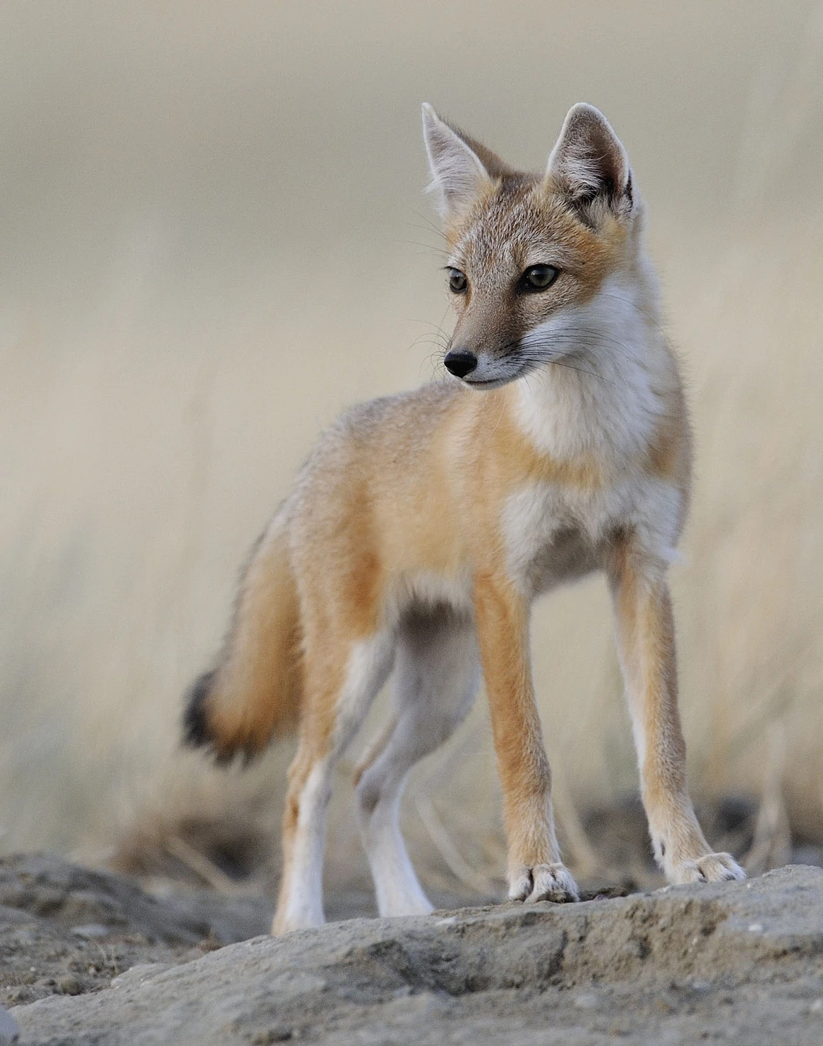 Swift Fox | Scratchpad Video Wiki | Fandom