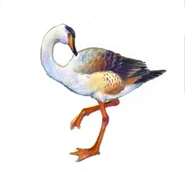 The Cenozoic Wing: Mystery of the Juncitarsus (2008) | Scratchpad Video ...