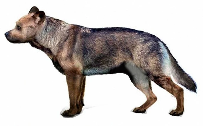 Borophagus | Scratchpad Video Wiki | Fandom