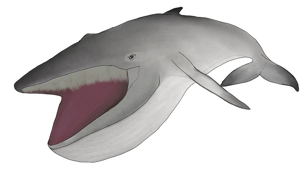 Archaebalaenoptera | Scratchpad Video Wiki | Fandom