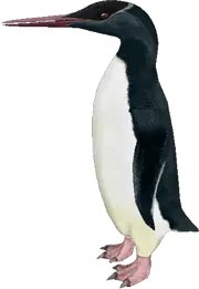 Kairuku | Scratchpad Video Wiki | Fandom