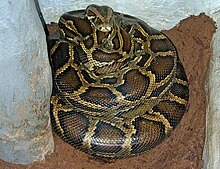 Burmese Python | Scratchpad Video Wiki | Fandom