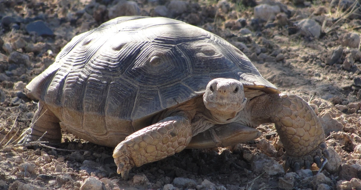 Desert Tortoise | Scratchpad Video Wiki | Fandom
