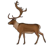 Praemegaceros | Scratchpad Video Wiki | Fandom