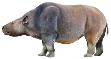 Toxodon | Scratchpad Video Wiki | Fandom