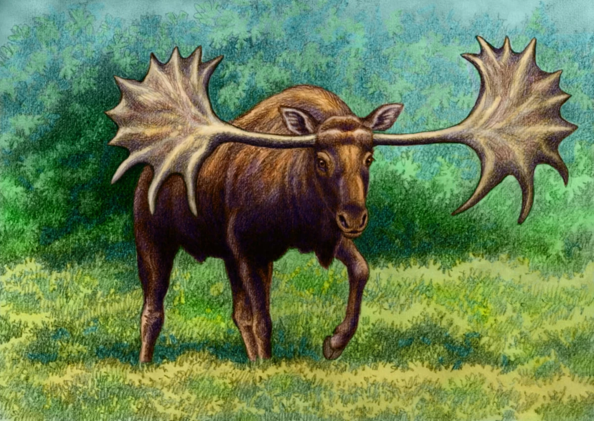 Broad-Fronted Moose | Scratchpad Video Wiki | Fandom