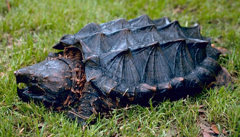 Alligator Snapping Turtle | Scratchpad Video Wiki | Fandom