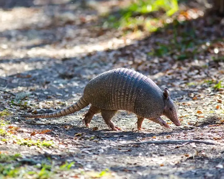 Nine-Banded Armadillo | Scratchpad Video Wiki | Fandom