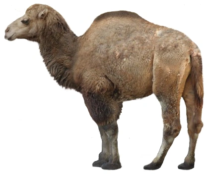 Titanotylopus | Scratchpad Video Wiki | Fandom