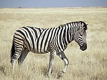 Burchell's Zebra | Scratchpad Video Wiki | Fandom