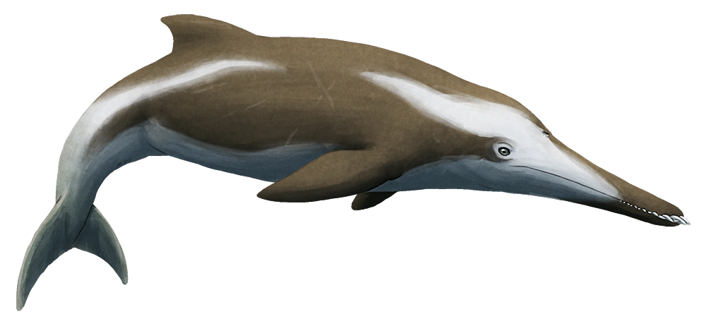 Squalodon | Scratchpad Video Wiki | Fandom