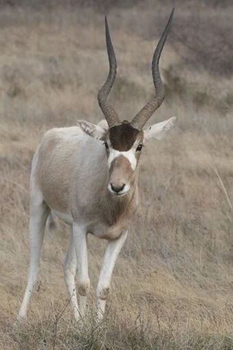 Addax | Scratchpad Video Wiki | Fandom
