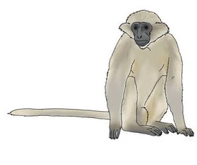 Cercopithecoides | Scratchpad Video Wiki | Fandom