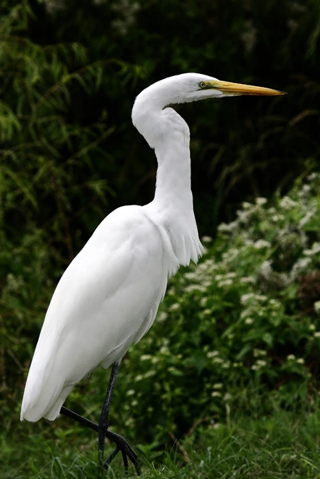 Great Egret | Scratchpad Video Wiki | Fandom
