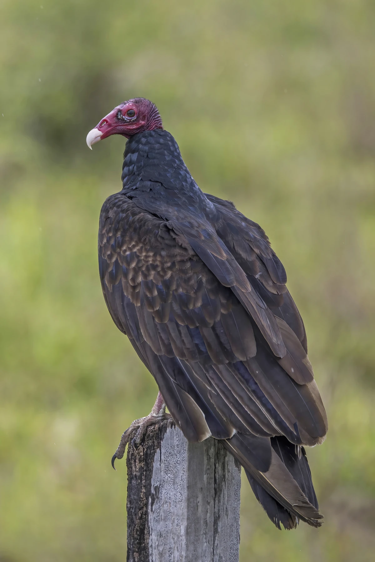 Turkey Vulture | Scratchpad Video Wiki | Fandom
