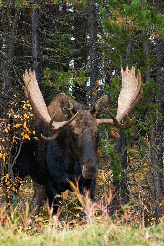 Shiras Moose | Scratchpad Video Wiki | Fandom