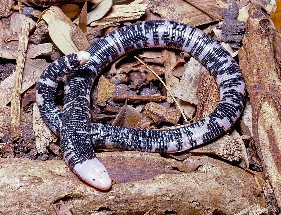 Black-and-White Worm Lizard | Scratchpad Video Wiki | Fandom