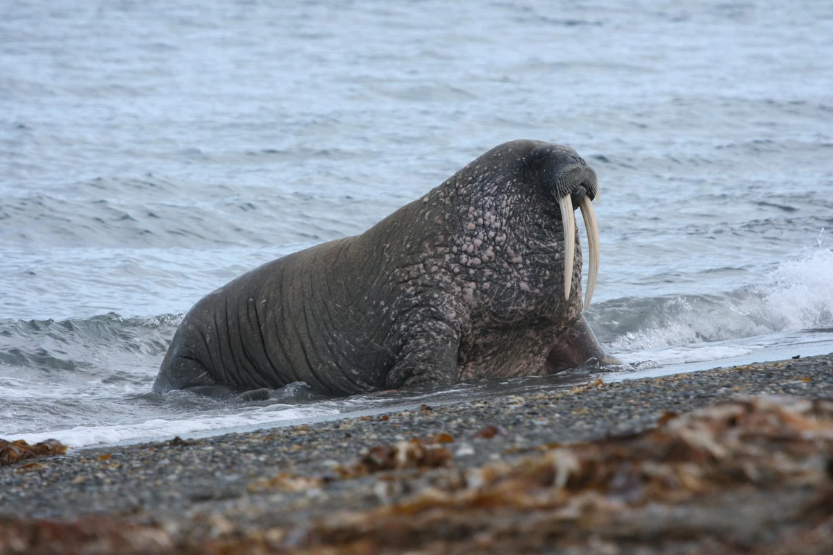Atlantic Walrus | Scratchpad Video Wiki | Fandom