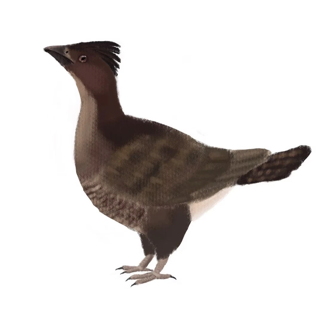 Centuriavis | Scratchpad Video Wiki | Fandom