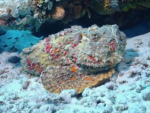 Reef Stonefish | Scratchpad Video Wiki | Fandom