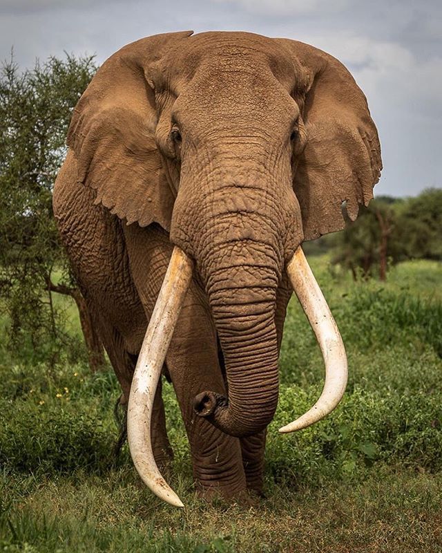East African Bush Elephant | Scratchpad Video Wiki | Fandom