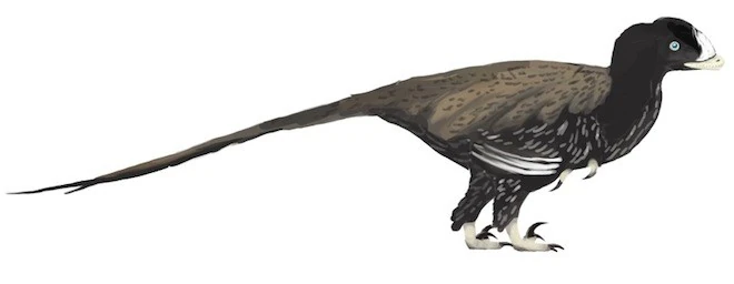 Balaur bondoc | Scratchpad Video Wiki | Fandom