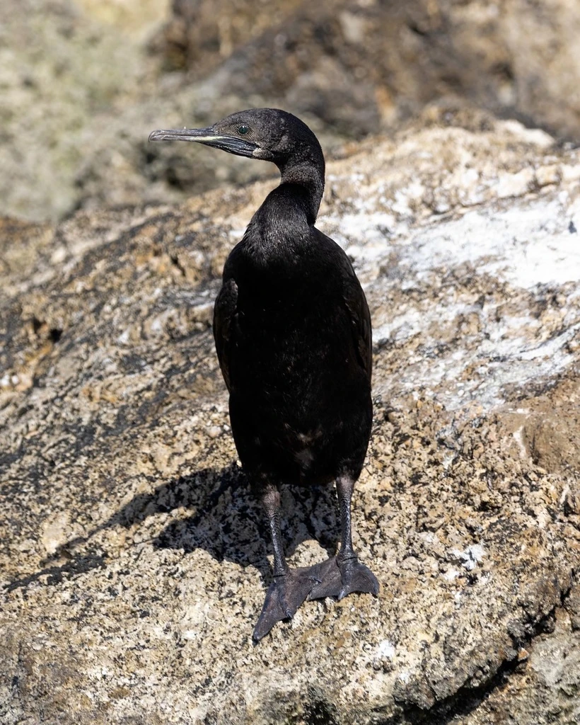 Socotra Comorant | Scratchpad Video Wiki | Fandom