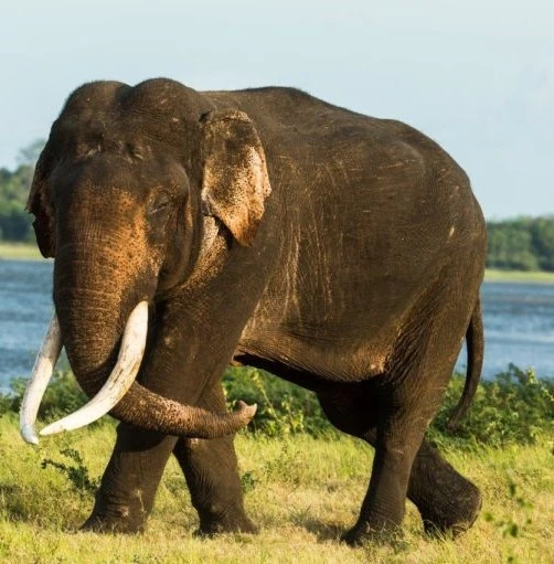 Sri Lankan Elephant | Scratchpad Video Wiki | Fandom