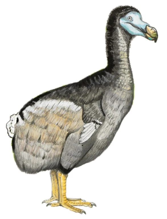 Dodo | Scratchpad Video Wiki | Fandom