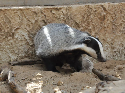 Caucasian Badger | Scratchpad Video Wiki | Fandom