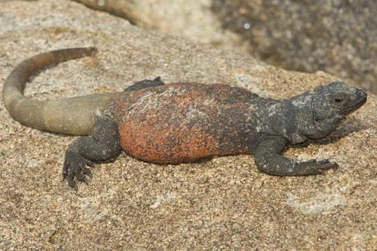 Common Chuckwalla | Scratchpad Video Wiki | Fandom