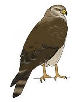 Eyles's Harrier | Scratchpad Video Wiki | Fandom