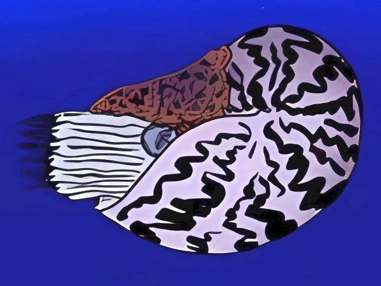 Nautilus cookanus | Scratchpad Video Wiki | Fandom