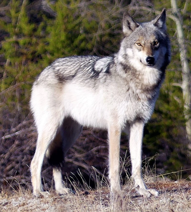 Great Plains Wolf | Scratchpad Video Wiki | Fandom