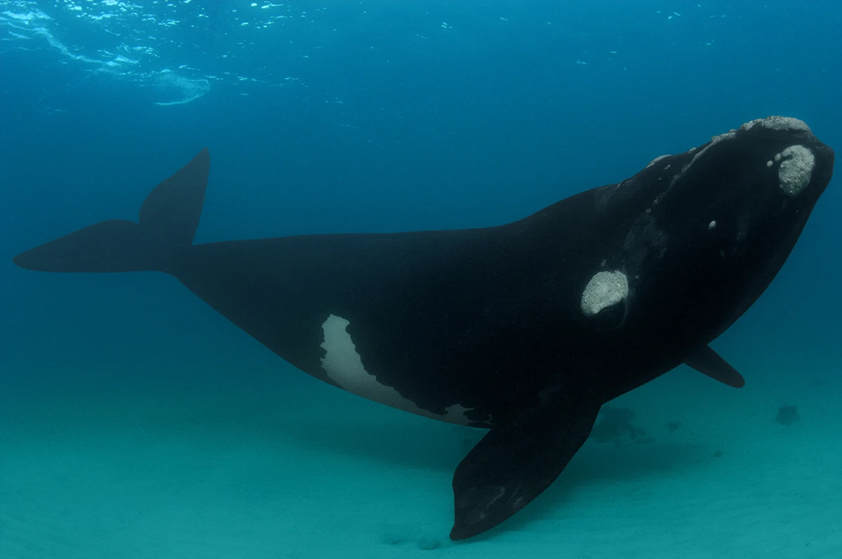 Southern Right Whale | Scratchpad Video Wiki | Fandom