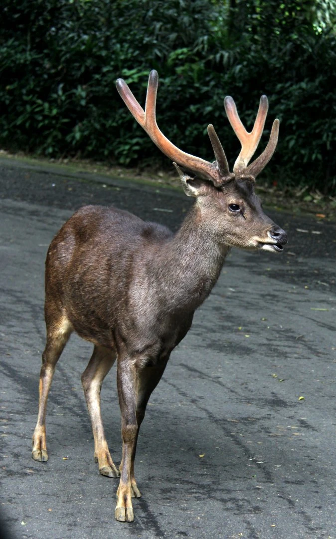 Javan Rusa | Scratchpad Video Wiki | Fandom