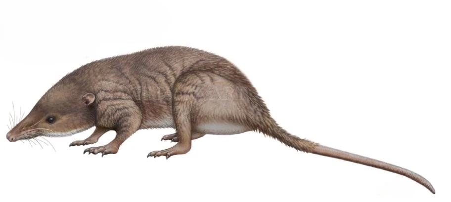 Palaeoryctes | Scratchpad Video Wiki | Fandom