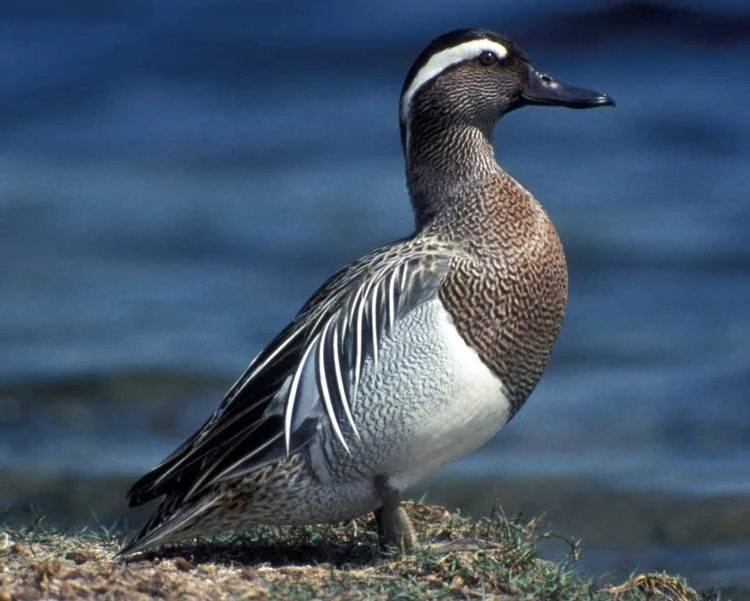 Garganey | Scratchpad Video Wiki | Fandom