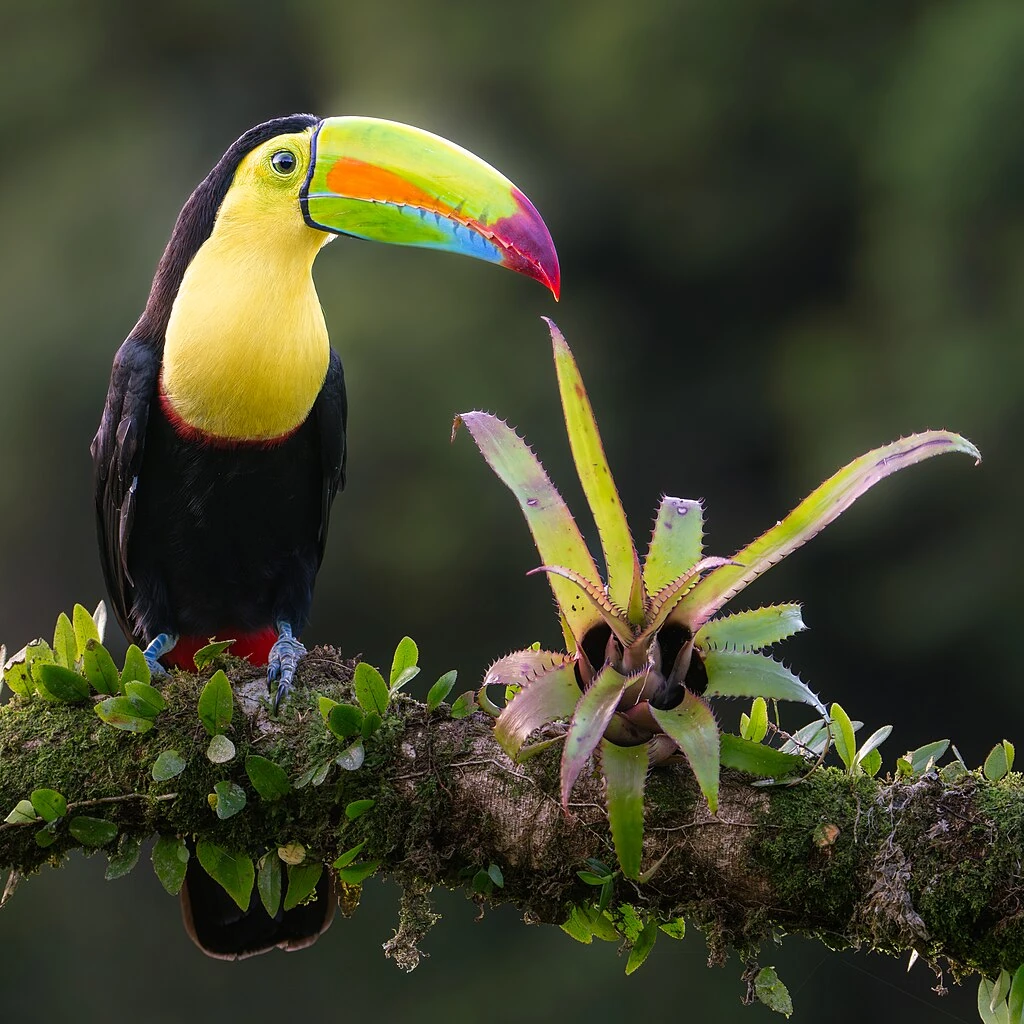 Keel-Billed Toucan | Scratchpad Video Wiki | Fandom