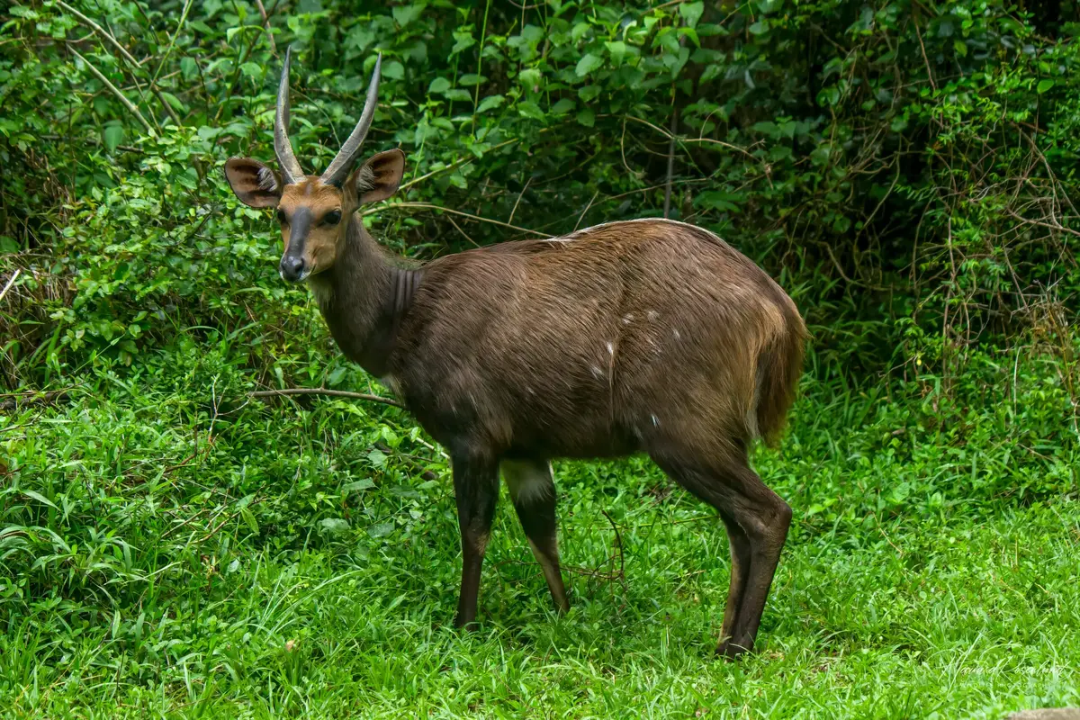 Cape Bushbuck | Scratchpad Video Wiki | Fandom