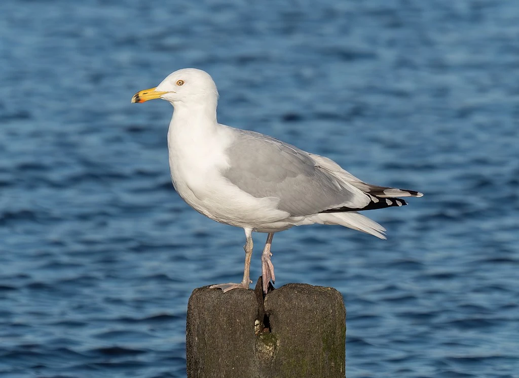 American Herring Gull | Scratchpad Video Wiki | Fandom