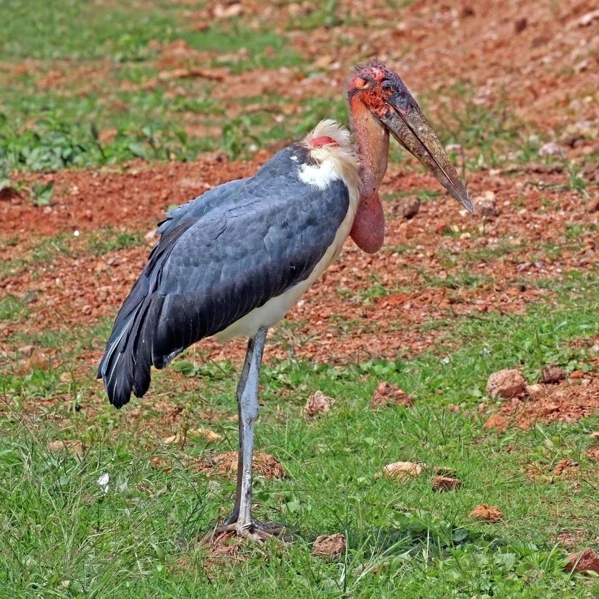 Marabou Stork | Scratchpad Video Wiki | Fandom