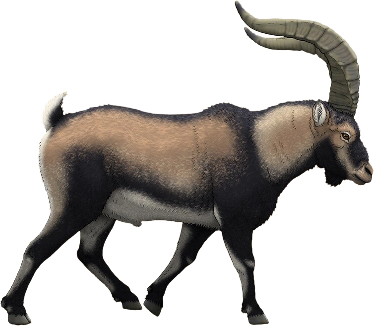 Pyrenean Ibex | Scratchpad Video Wiki | Fandom