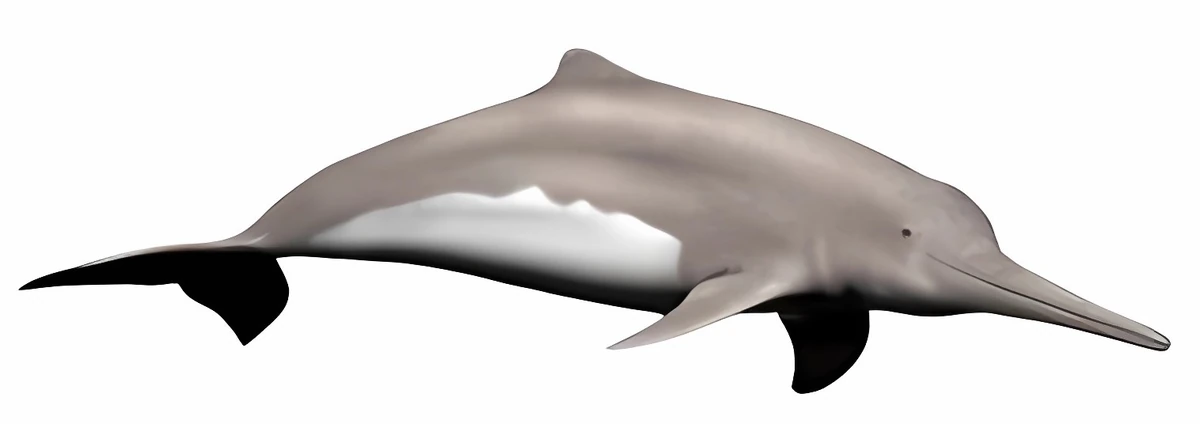 Parapontoporia | Scratchpad Video Wiki | Fandom