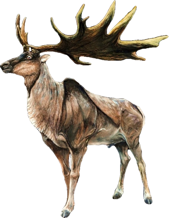 The Secret Life of Irish Elk (2013) | Scratchpad Video Wiki | Fandom