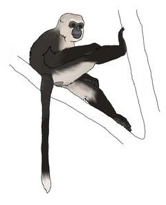 Kanagawapithecus | Scratchpad Video Wiki | Fandom