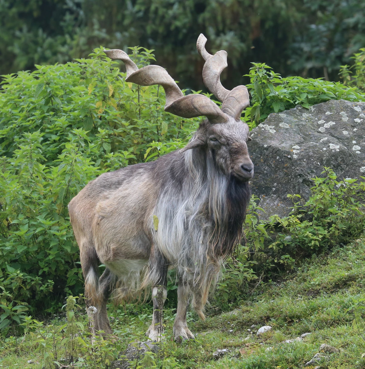 Markhor | Scratchpad Video Wiki | Fandom