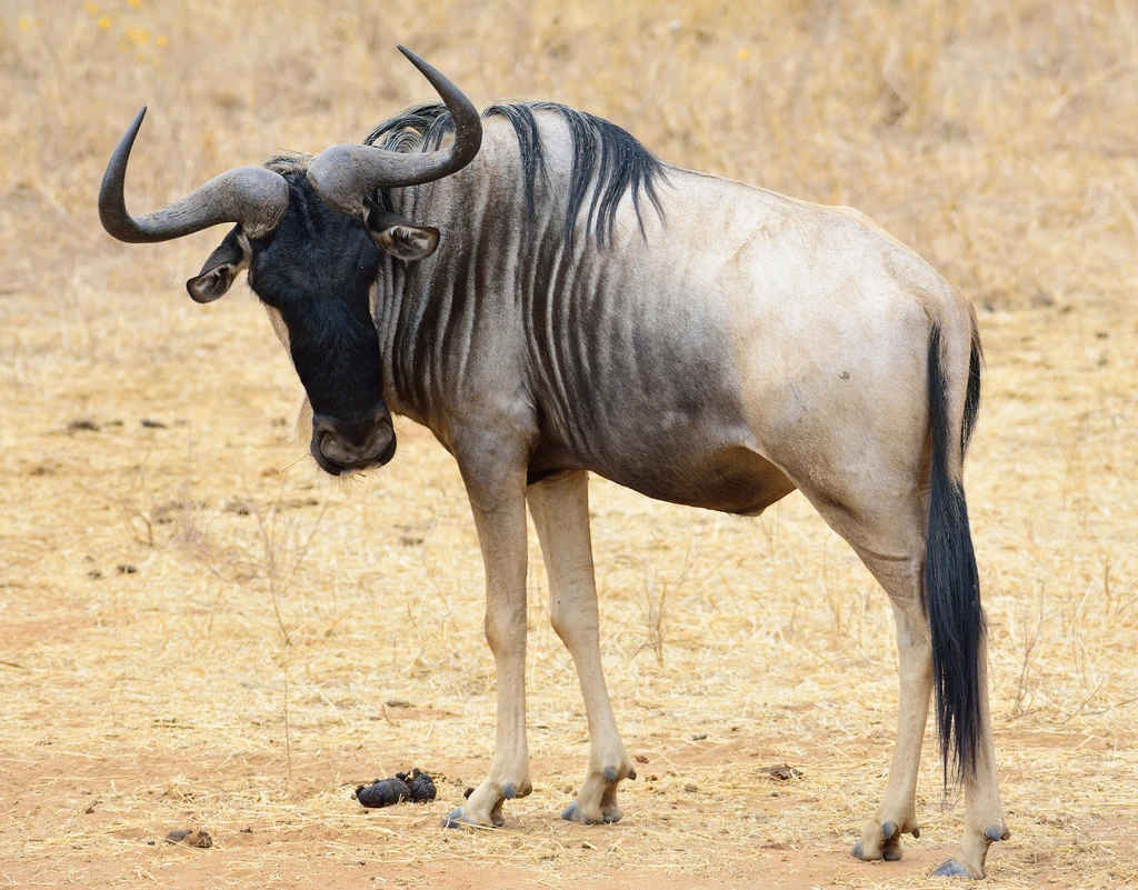 Eastern White-Bearded Wildebeest | Scratchpad Video Wiki | Fandom