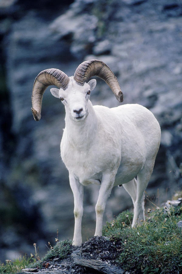 Dall Sheep | Scratchpad Video Wiki | Fandom